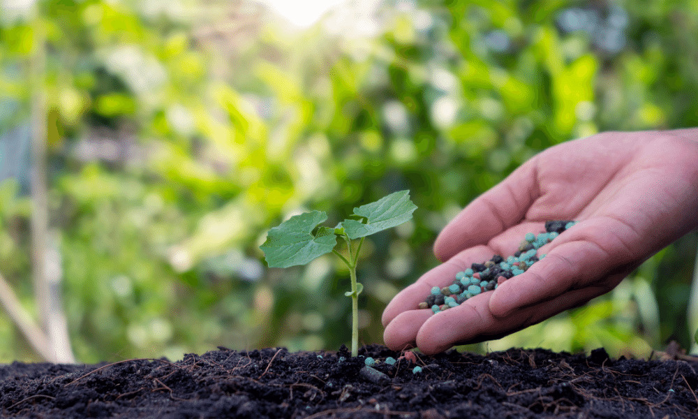 How To Boost Cabbage Yield: 11 Steps To Success