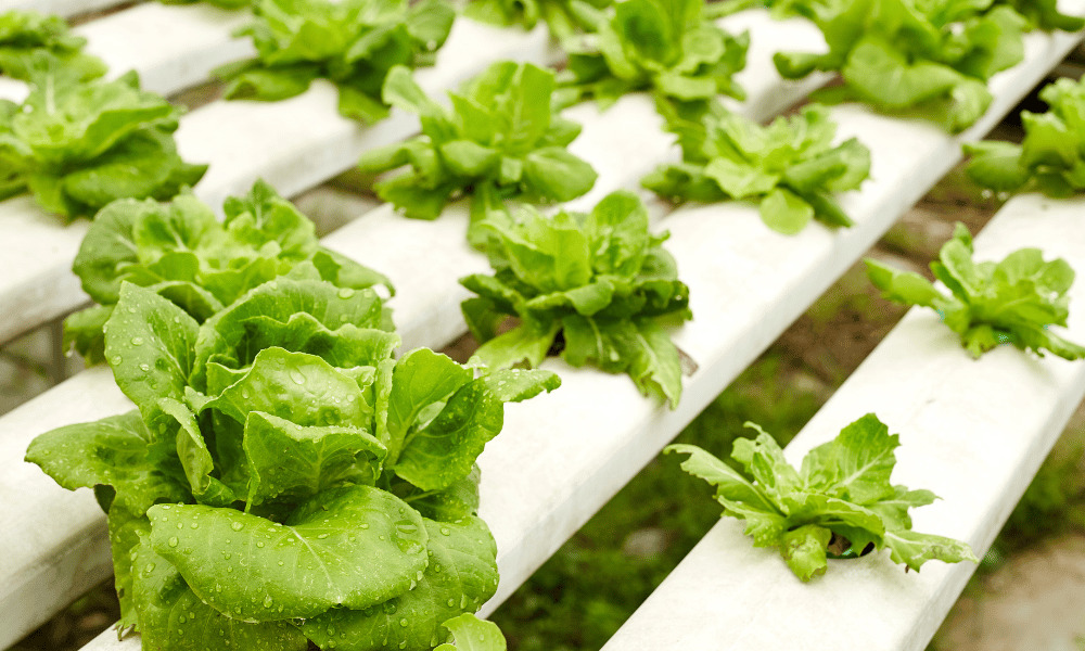 Top 12 Hydroponic Growing Mediums For Soilless Gardening
