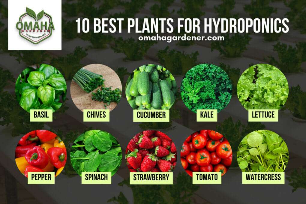 Aqua Bounty: 10 Best Plants For Hydroponics